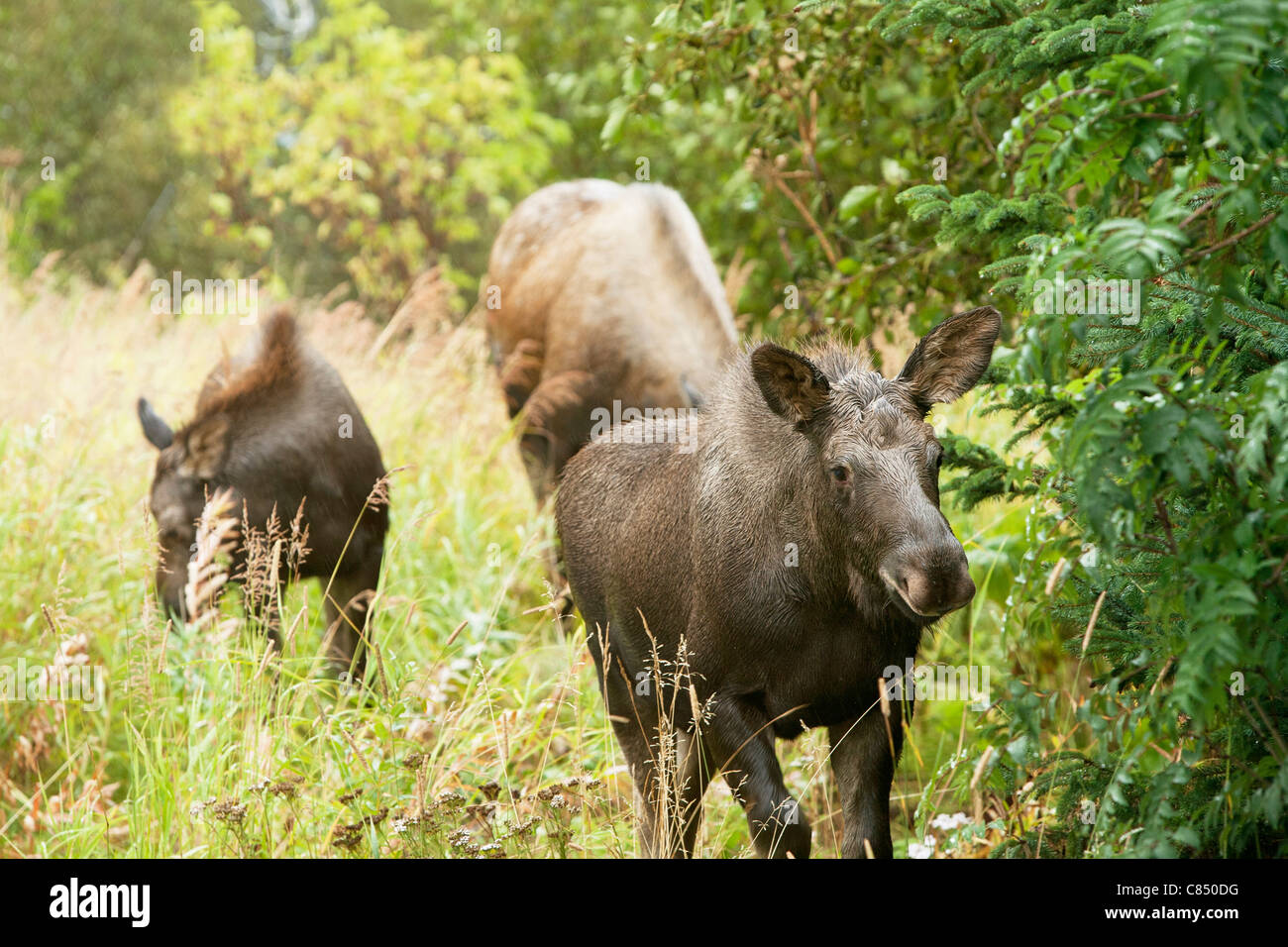 Three Moose High Resolution Stock Photography and Images - Alamy
