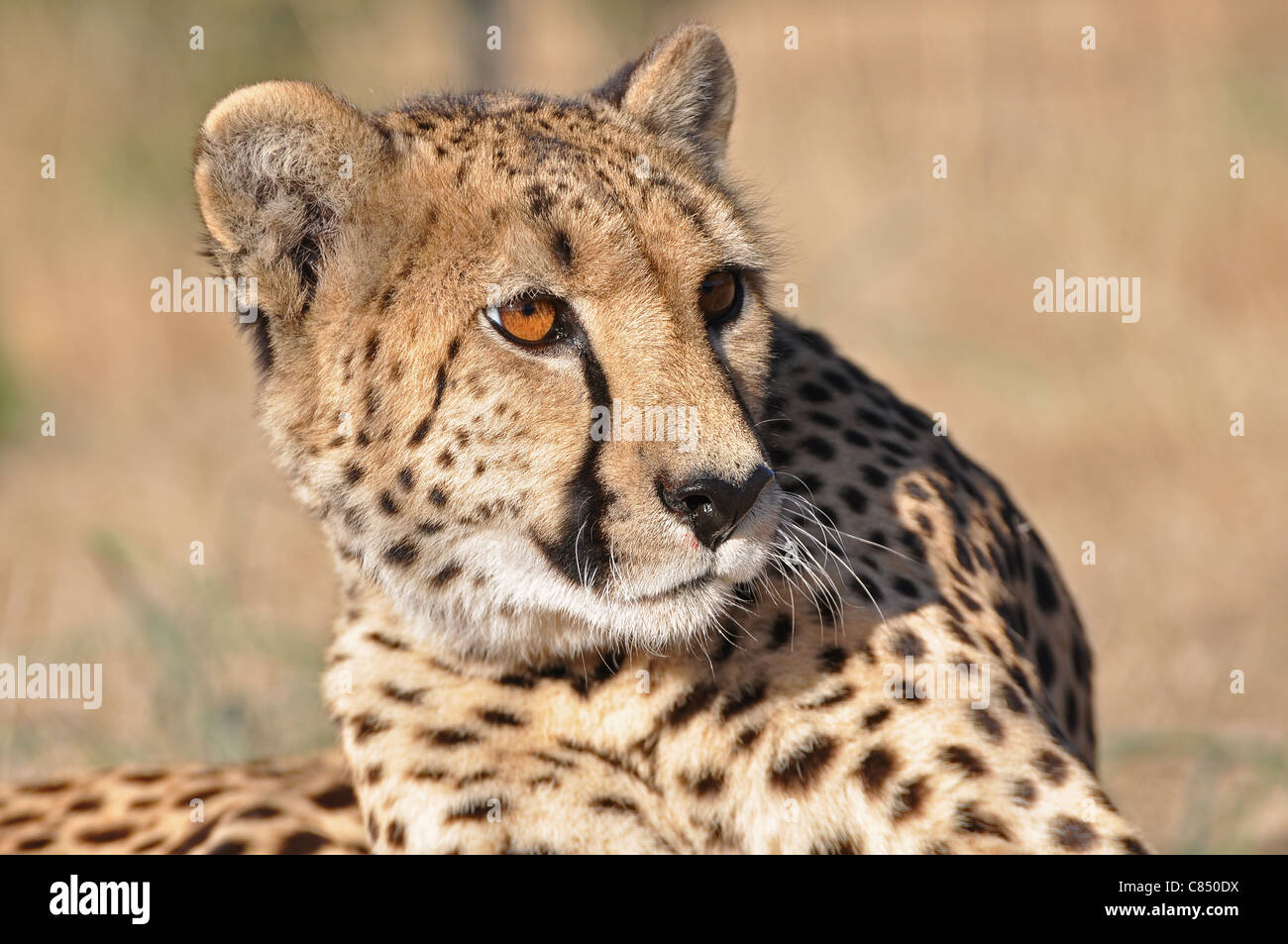 Cheetah face head mouth hi-res stock photography and images - Alamy