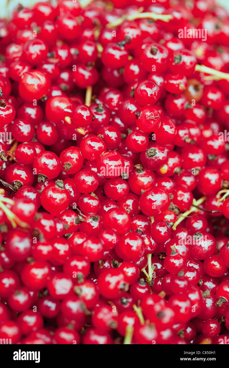 Alaska berry picking hi-res stock photography and images - Alamy
