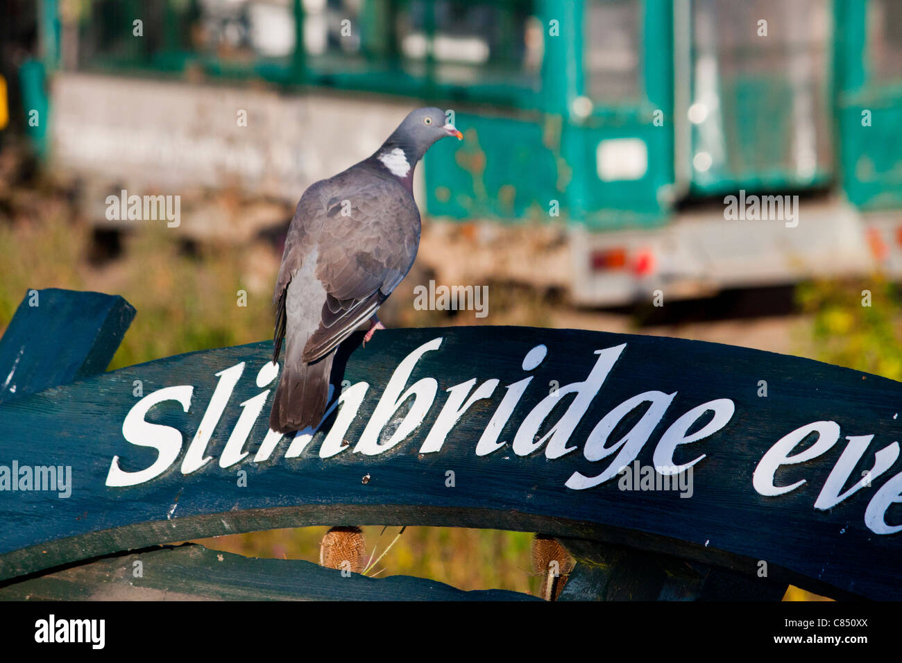 Slimbridge hi-res stock photography and images - Alamy