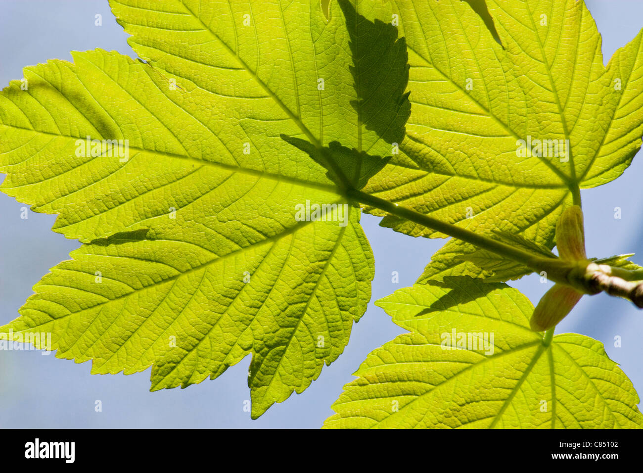 New spring Sycamore leaf Stock Photo - Alamy