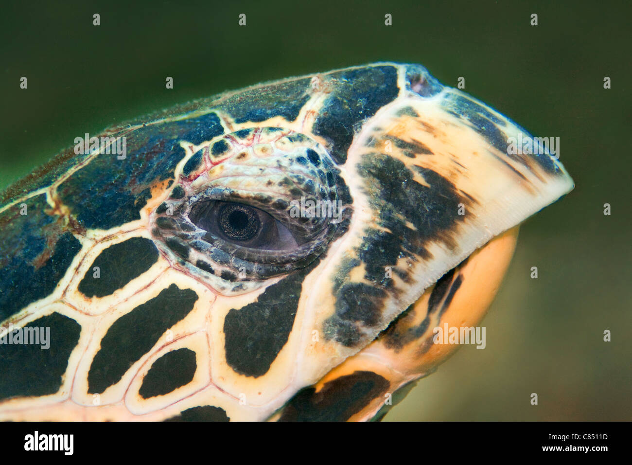 Hawksbill turtle head hi-res stock photography and images - Alamy