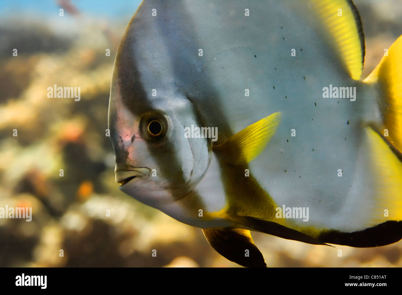 Batfish hi-res stock photography and images - Alamy