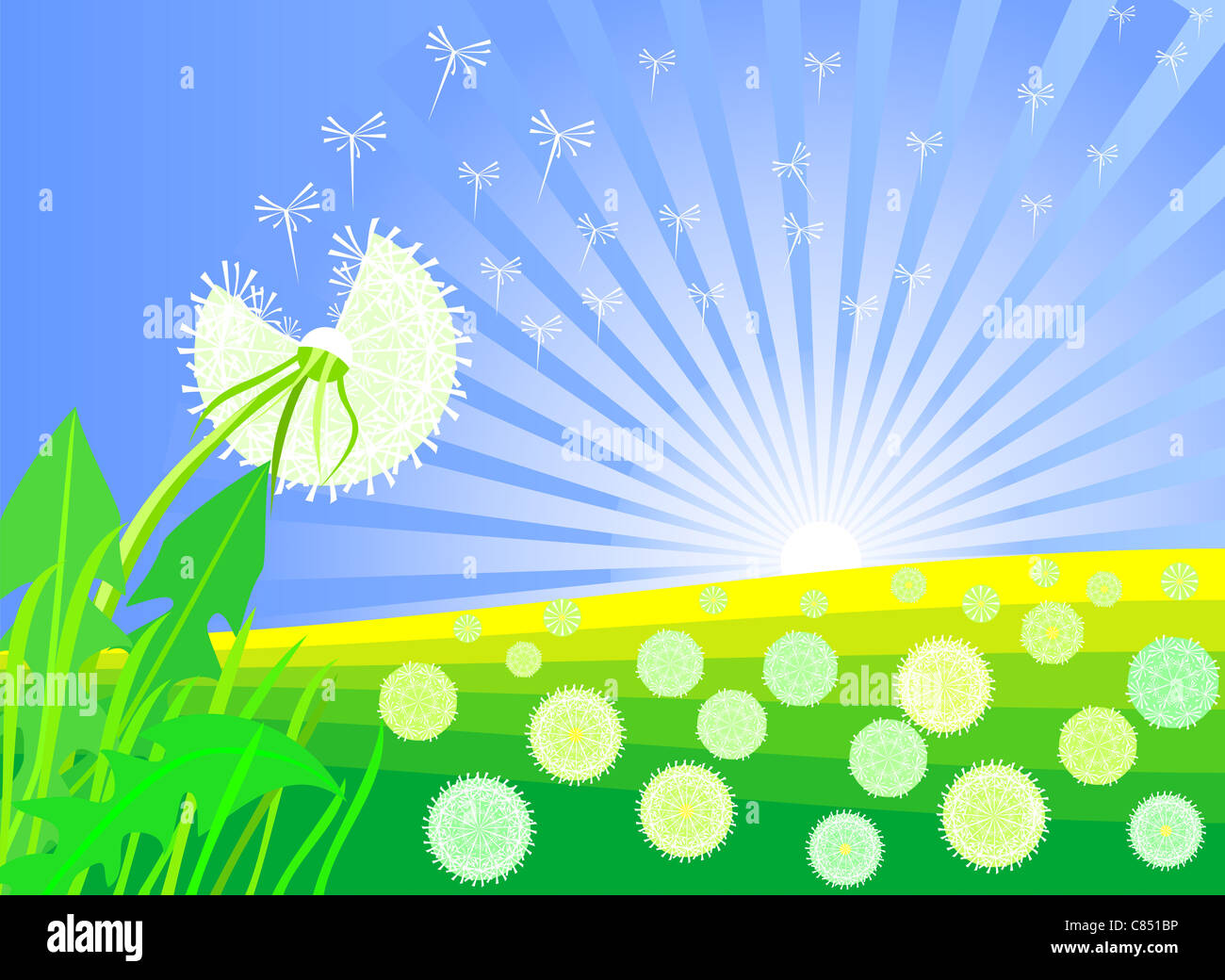 summer landscape with beautiful bright dandelion against daybreak sky ...