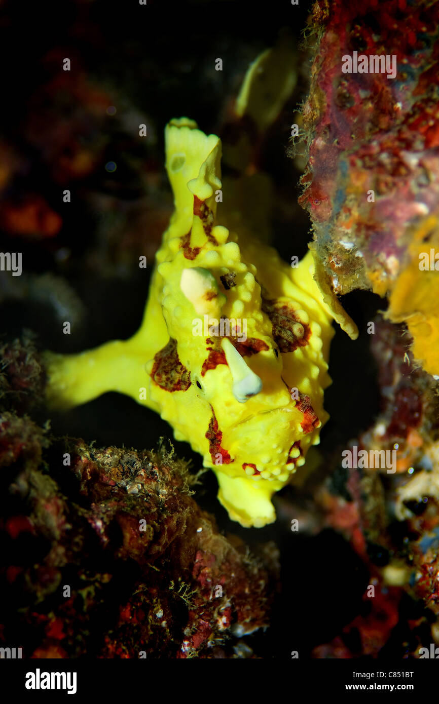 A clown anglerfish (frogfish) hiding at Palong divesite on Phi Phi ...