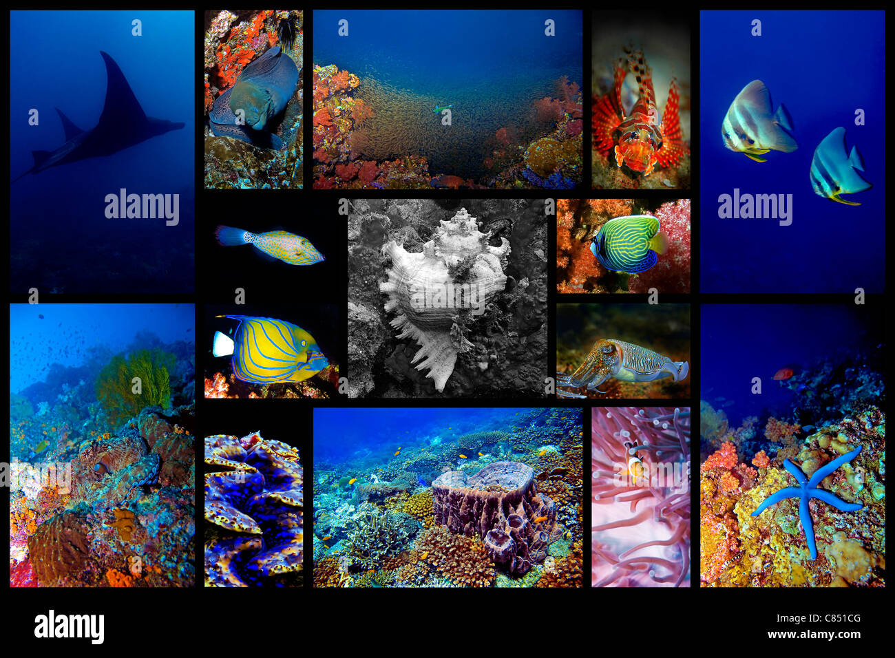 Deep sea anglerfish underwater hi-res stock photography and images - Alamy