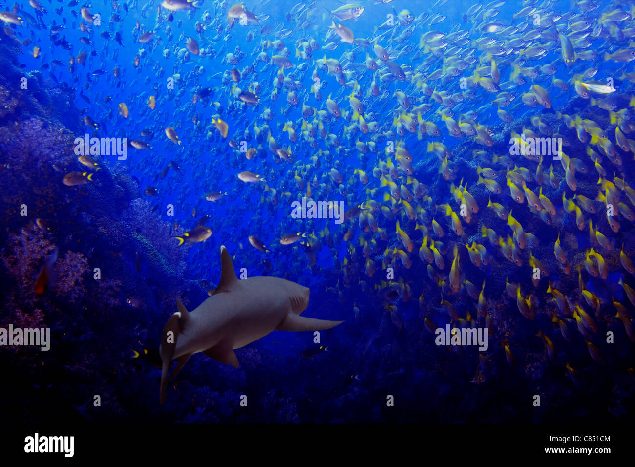 Whitetip reef shark among a school of fish, Sipadan Stock Photo - Alamy