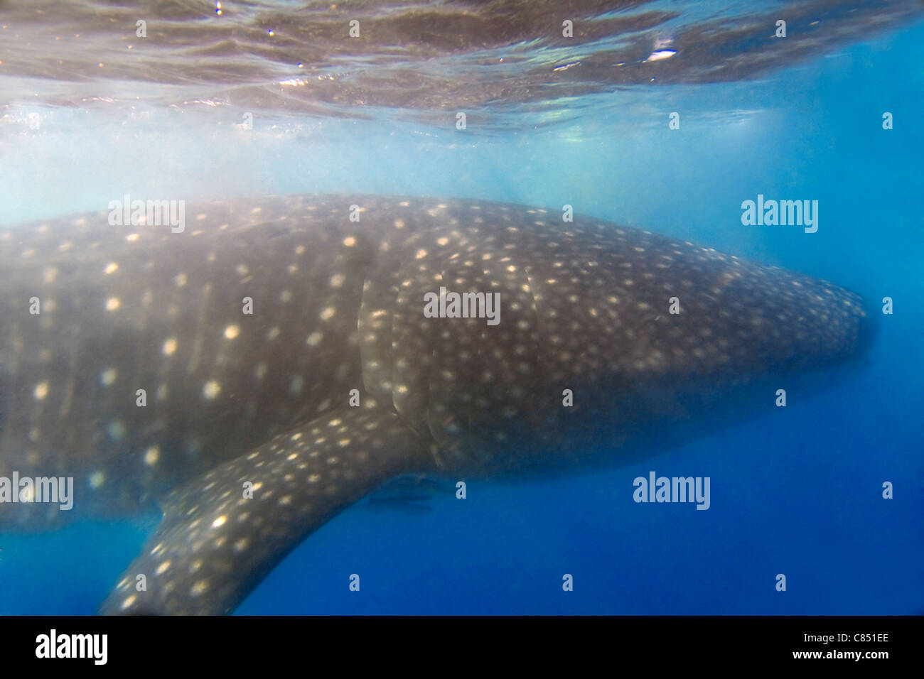 Whaleshark at Donsol, Philippines Stock Photo - Alamy
