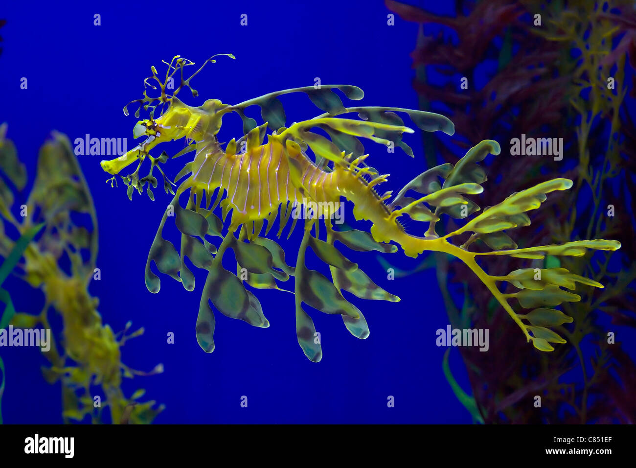 Leafy sea dragon hi-res stock photography and images - Alamy