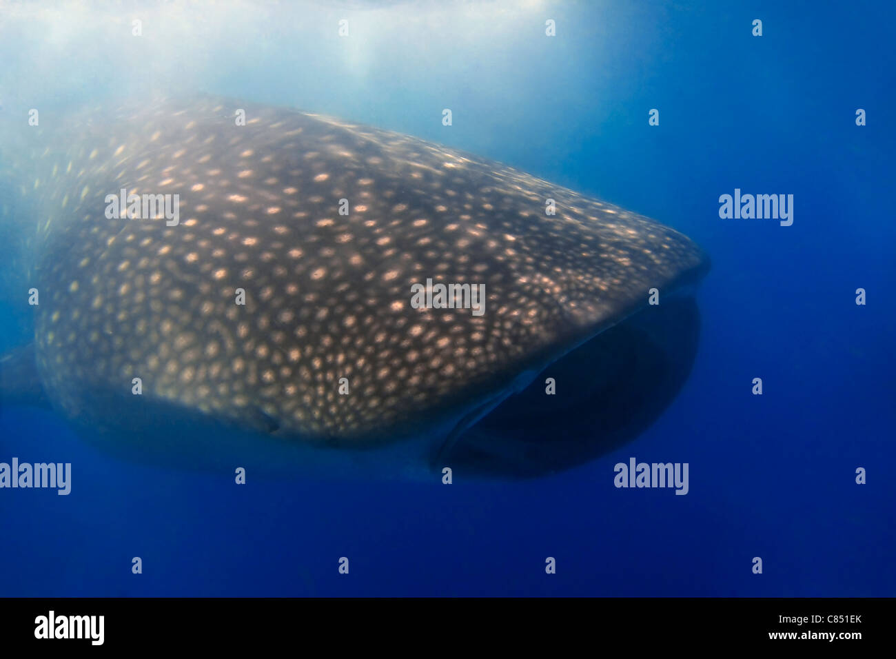 Donsol philippines hi-res stock photography and images - Alamy