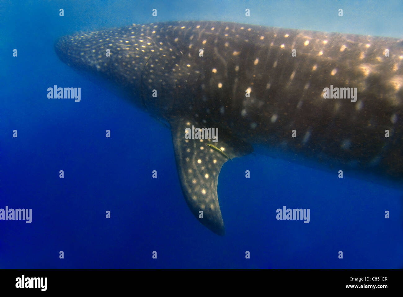 Whaleshark at Donsol, Philippines Stock Photo - Alamy