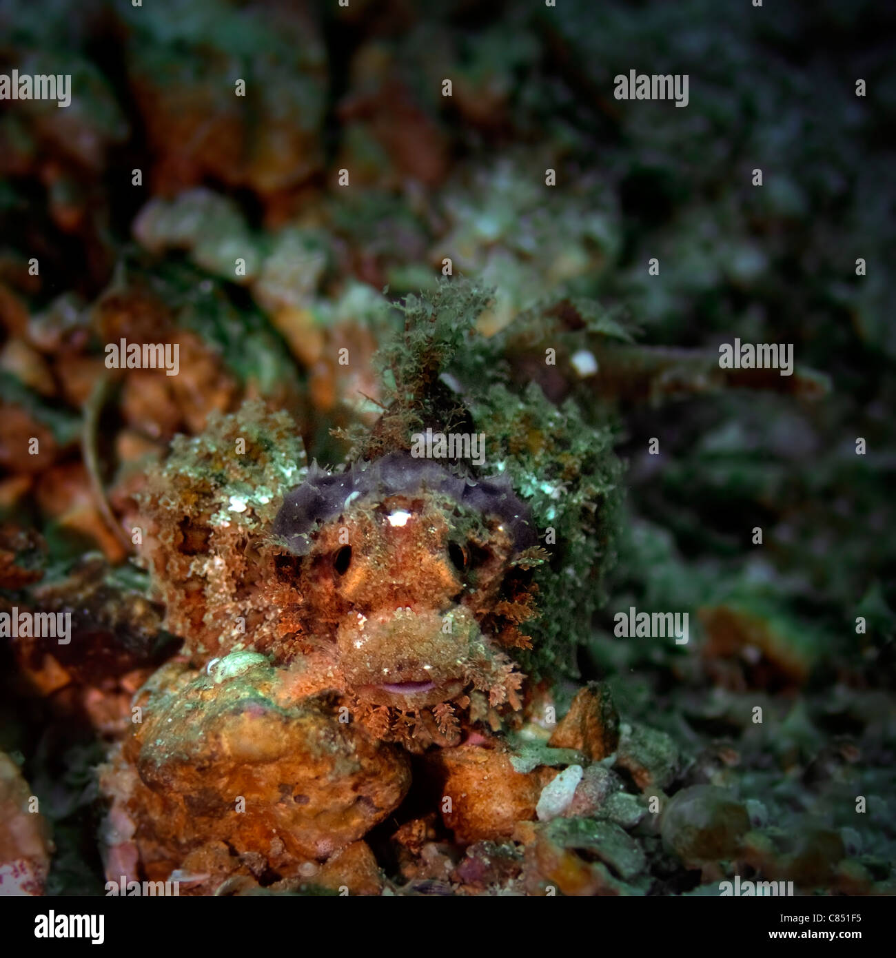 A 7-8 cm juvenile bearded scorpionfish hiding at Bida Nok divesite on ...