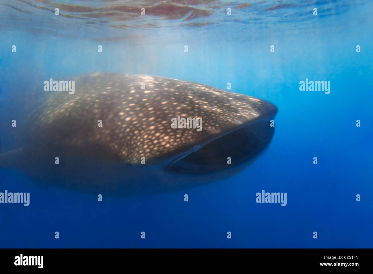 Whaleshark at Donsol, Philippines Stock Photo - Alamy