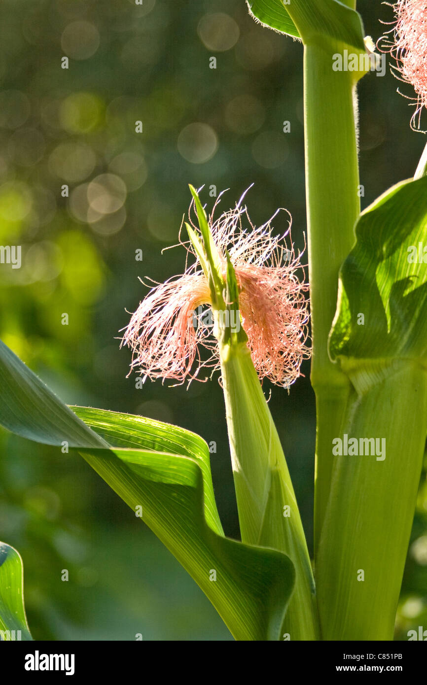 Female corn, with silk Stock Photo - Alamy