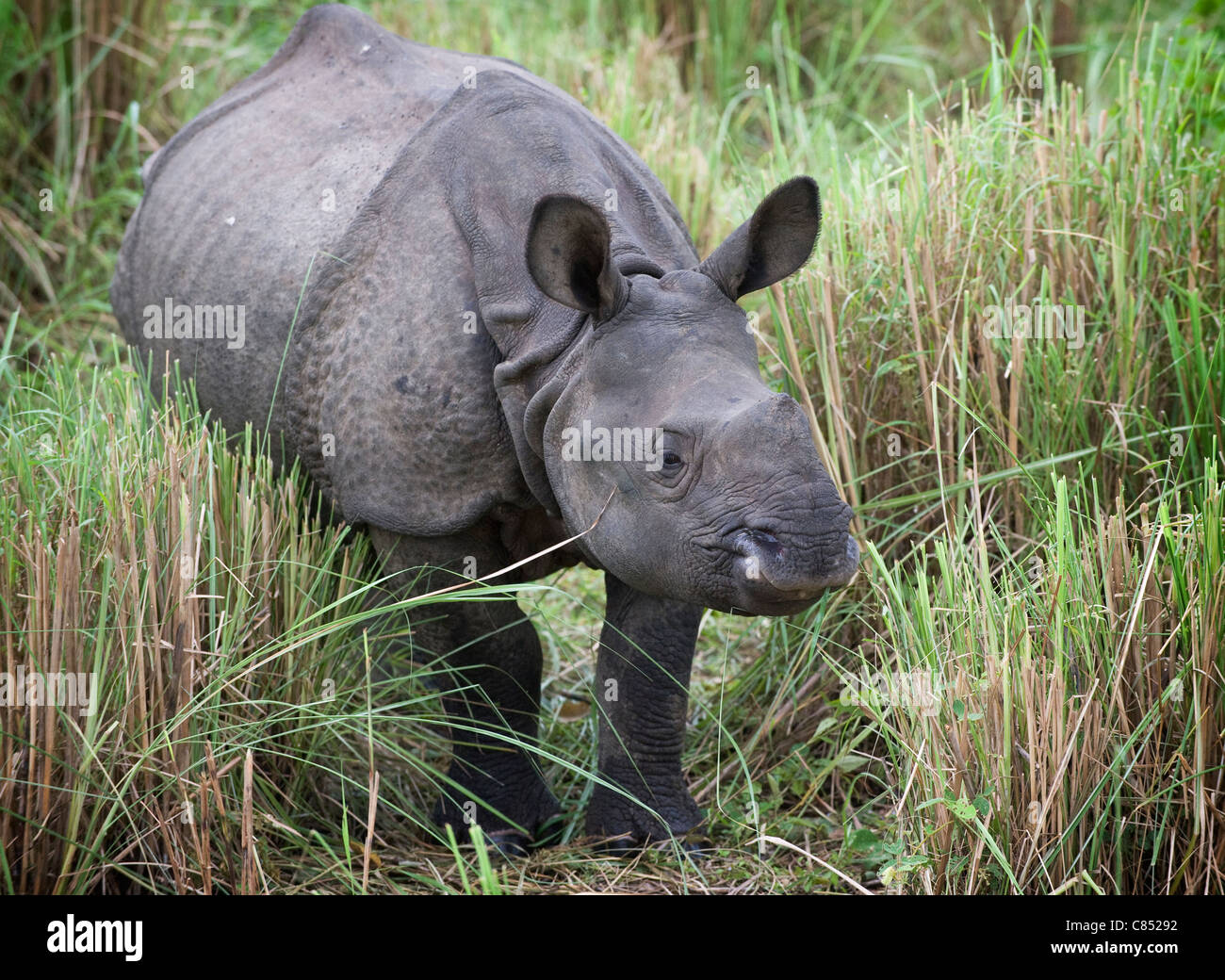 Rhino in Chitwan National Park, Nepal, Asia Stock Photo - Alamy