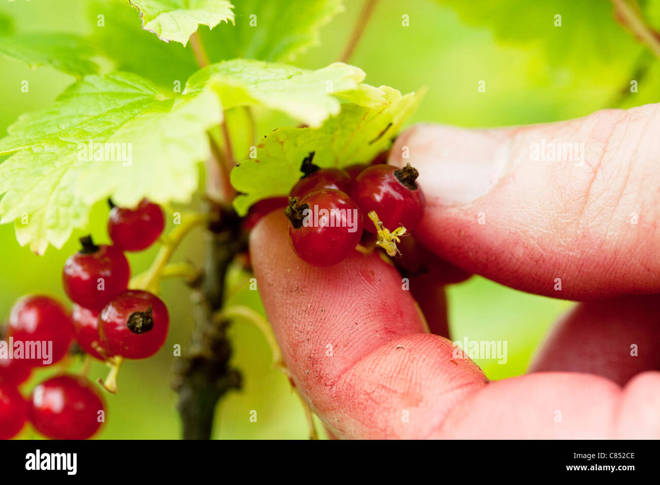 Alaska berry picking hi-res stock photography and images - Alamy