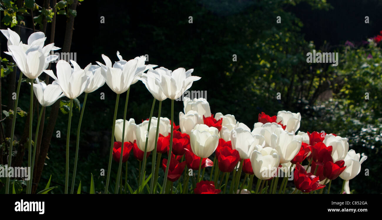 Red and white tulips, RHS Wisley Garden, Chessington, Surrey Stock ...