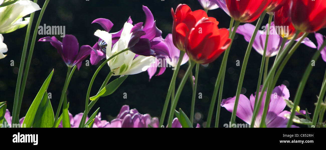 Wisley rhs tulips hi-res stock photography and images - Alamy