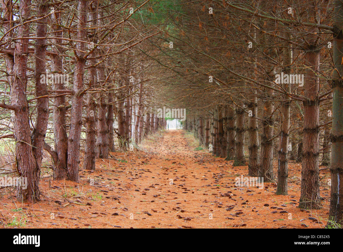 A path through pine trees on a pine needle walkway Stock Photo - Alamy