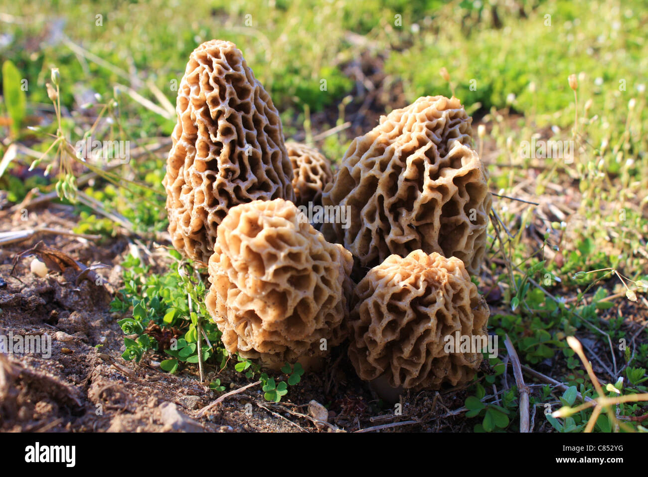 Morel Mushrooms growing in a clump in the spring Stock Photo - Alamy