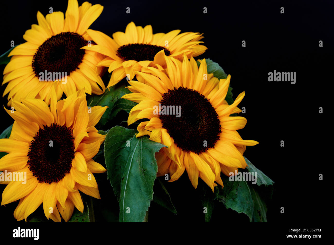 Four sunflowers hi-res stock photography and images - Alamy