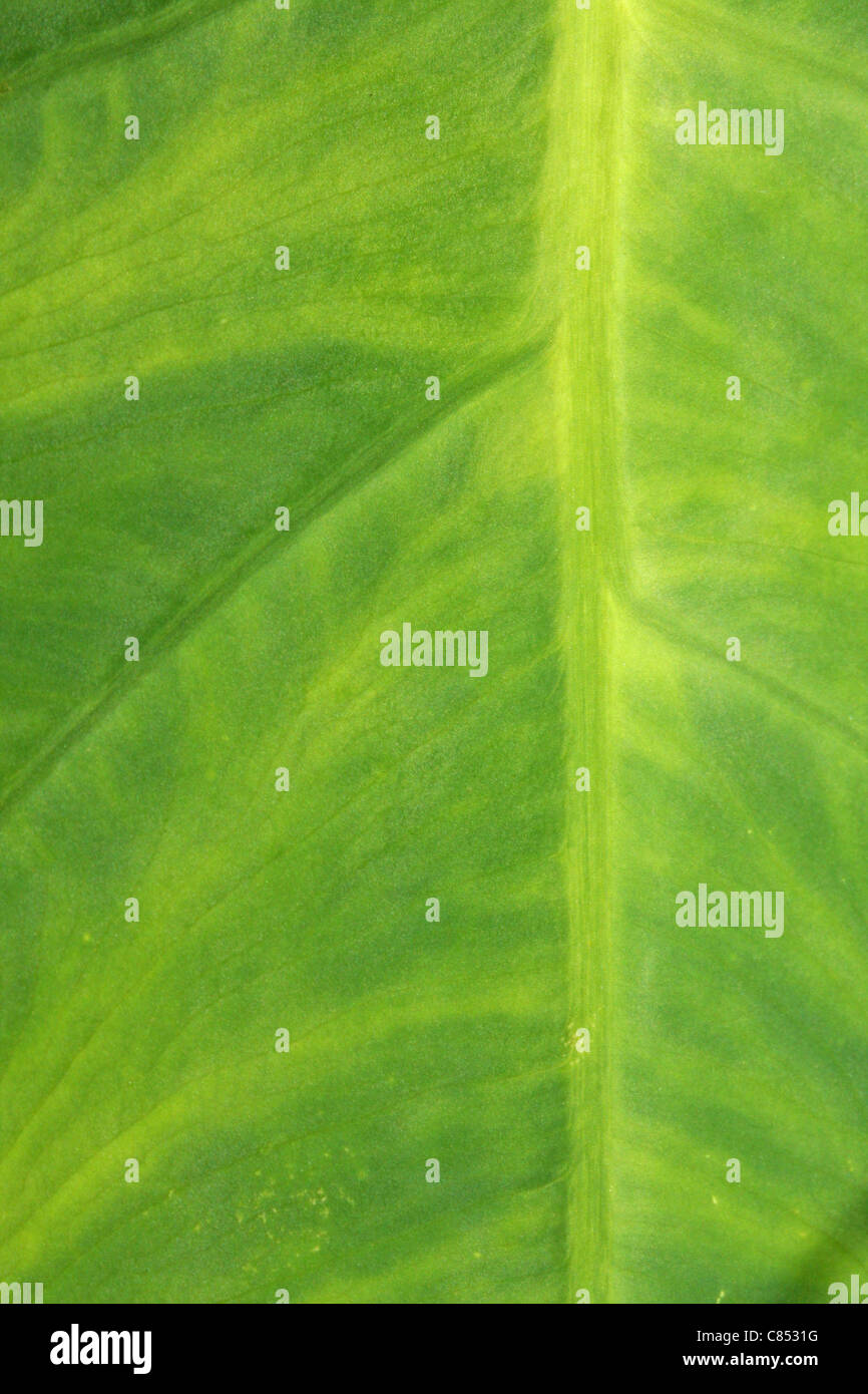 Leafy texture hi-res stock photography and images - Alamy