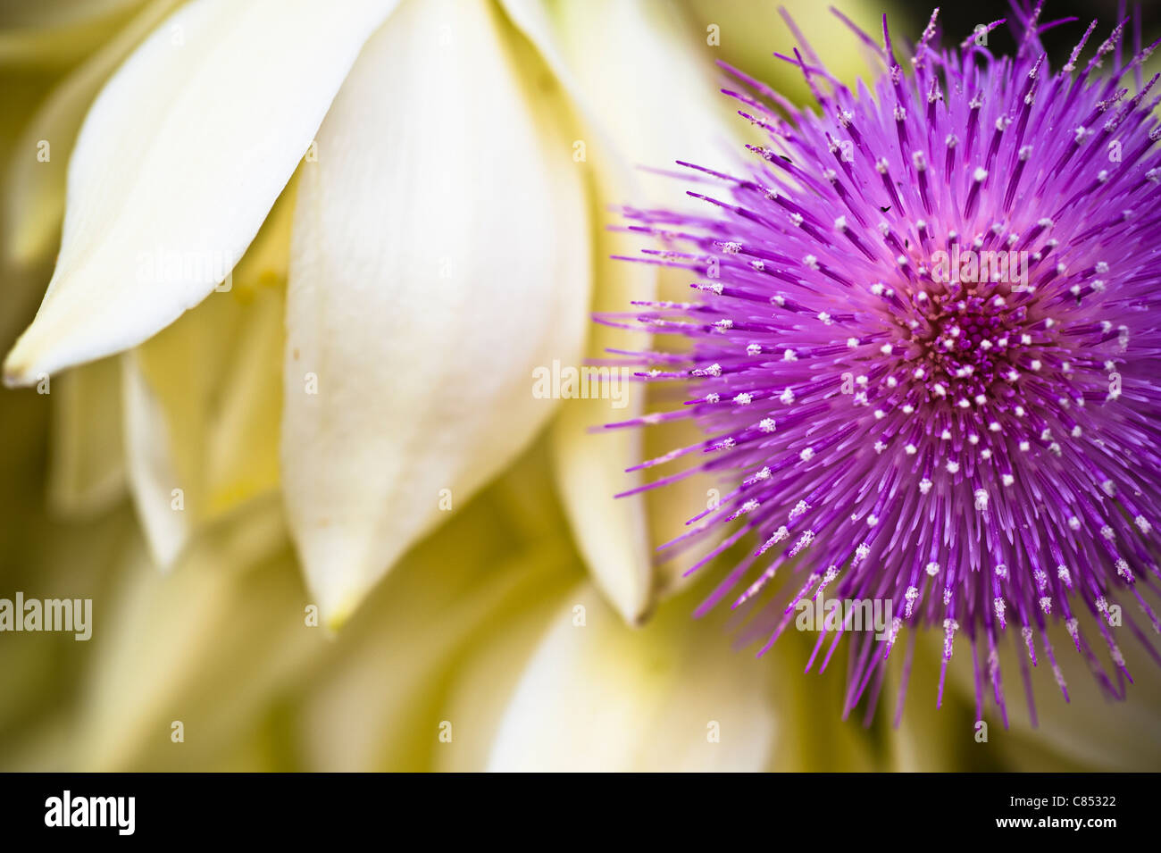 Desert Thistle Stock Photos & Desert Thistle Stock Images - Alamy