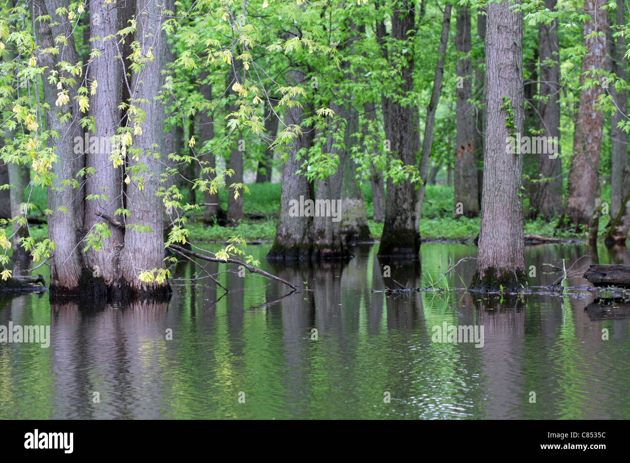 A swamp of trees with reflections of the trunks Stock Photo - Alamy