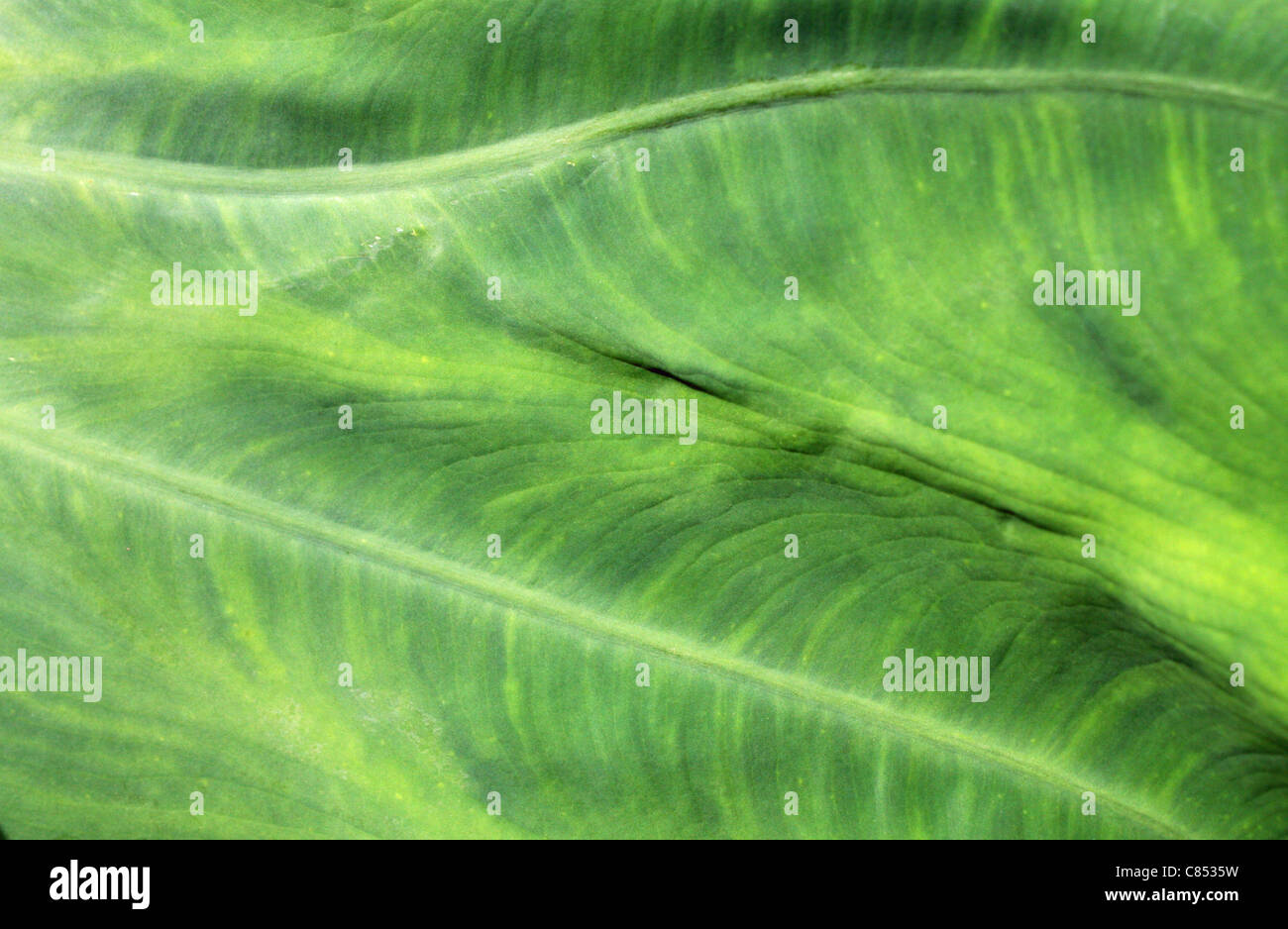 Green leafy texture for backgrounds or wallpaper Stock Photo - Alamy