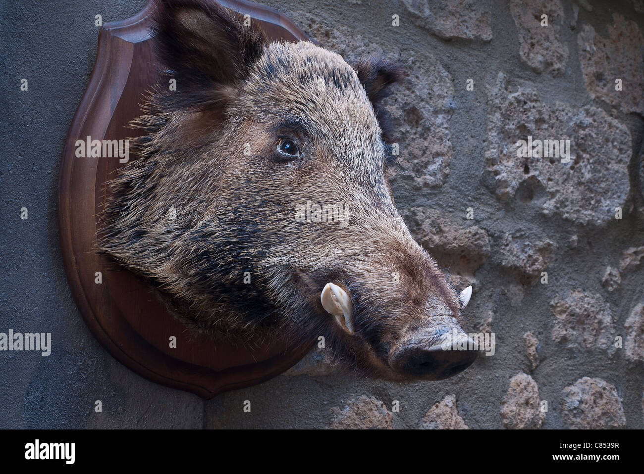 Stuffed wild boar's head mounted on wooden plaque hanging on wall ...