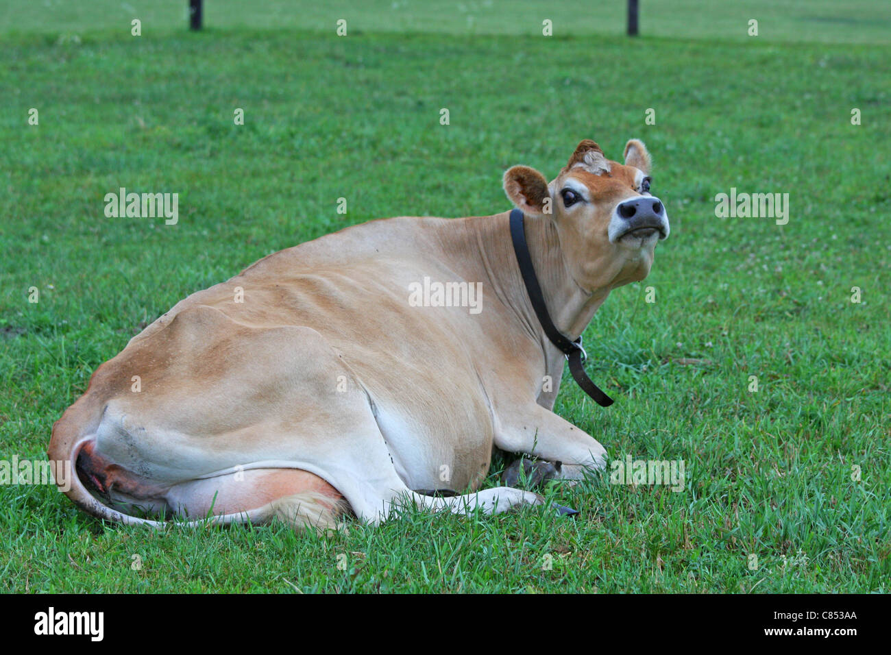 Mooing hi-res stock photography and images - Alamy