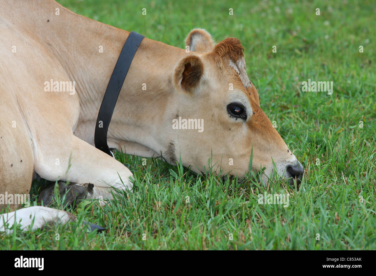 Cow resting at pasture Stock Photo - Alamy