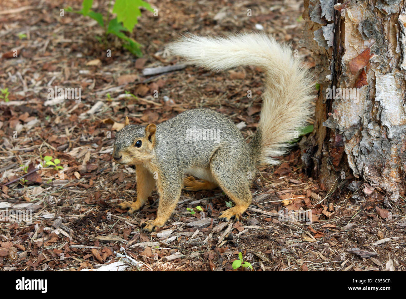 A squirrel in his natural habitat Stock Photo - Alamy