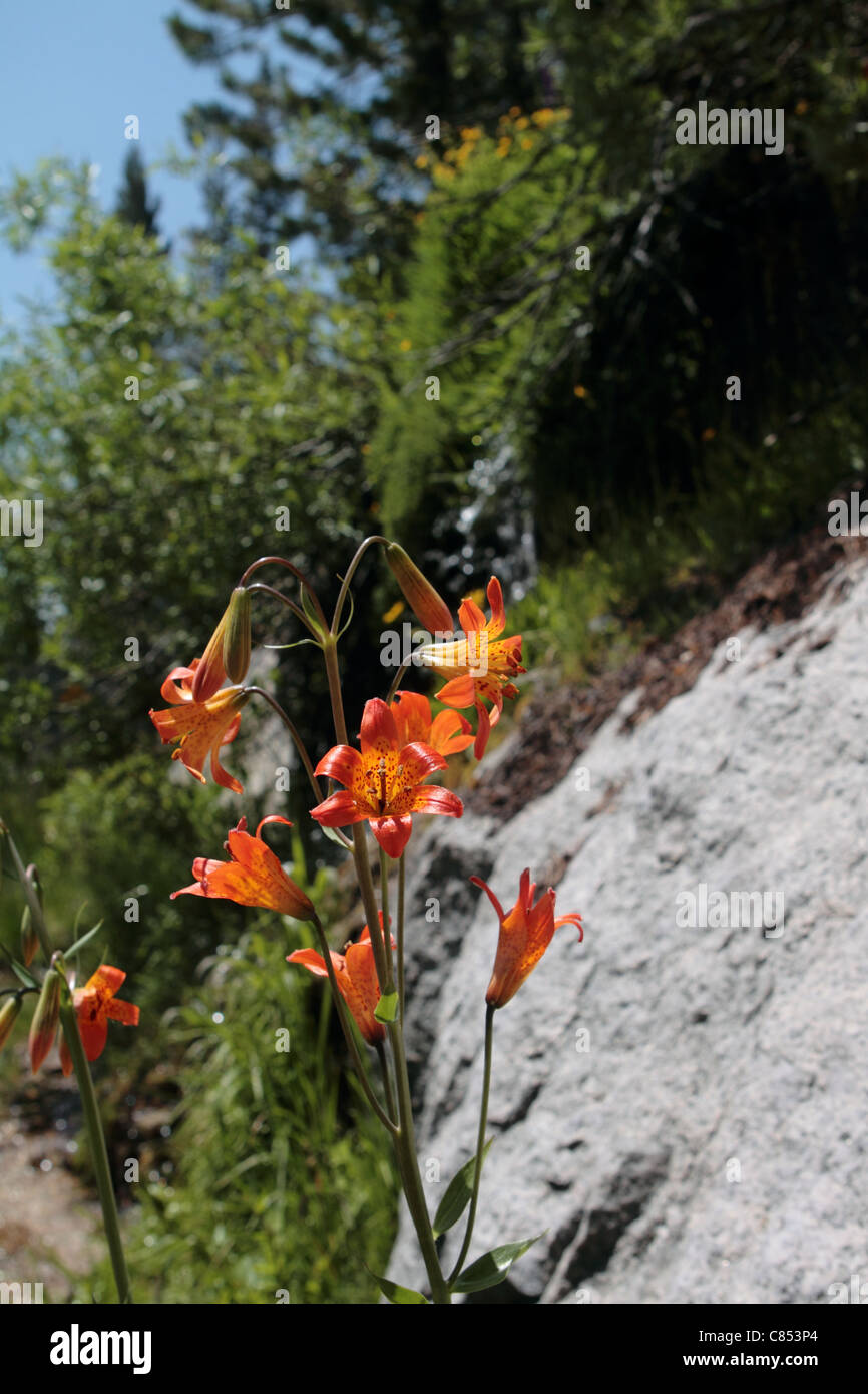 Alpine lily in the Sierra Nevada (Lilium parvum Stock Photo - Alamy
