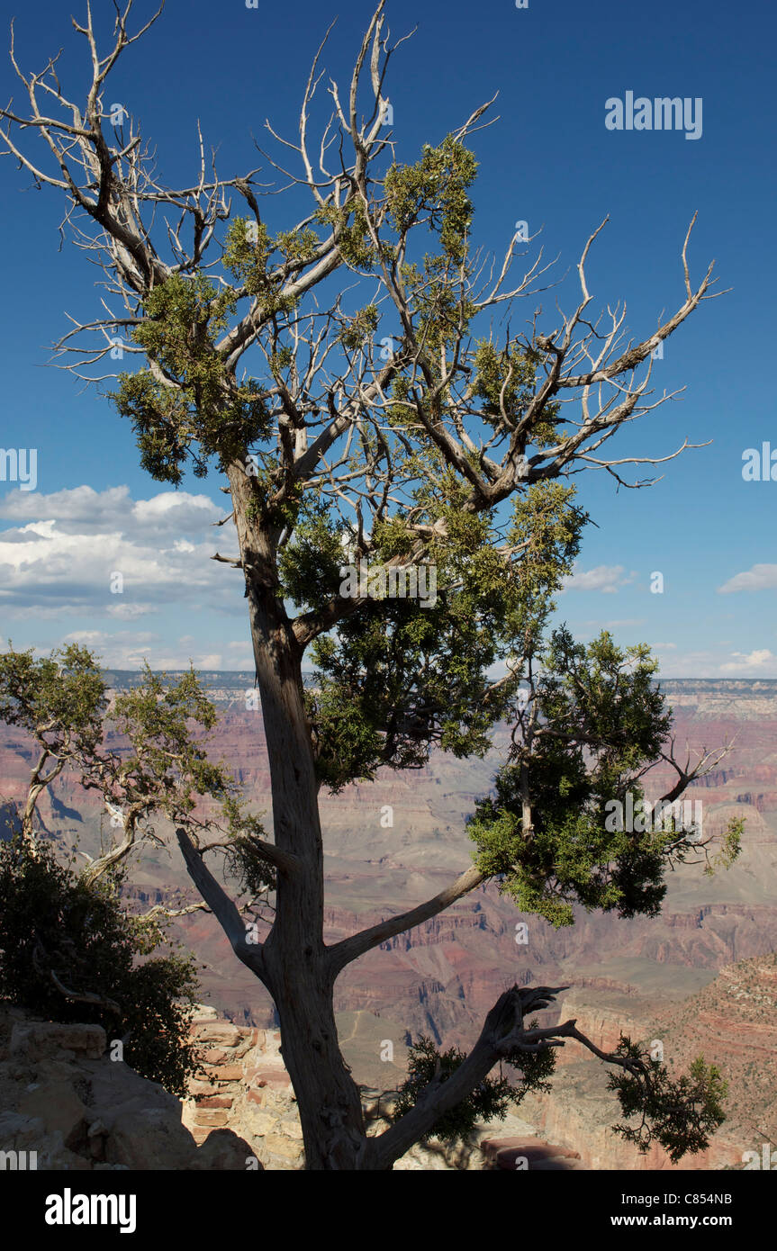Juniper Tree at the Grand Canyon Stock Photo - Alamy