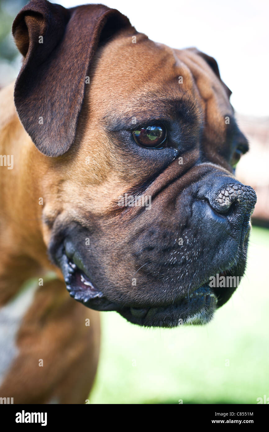 Cute female boxer dog Stock Photo - Alamy
