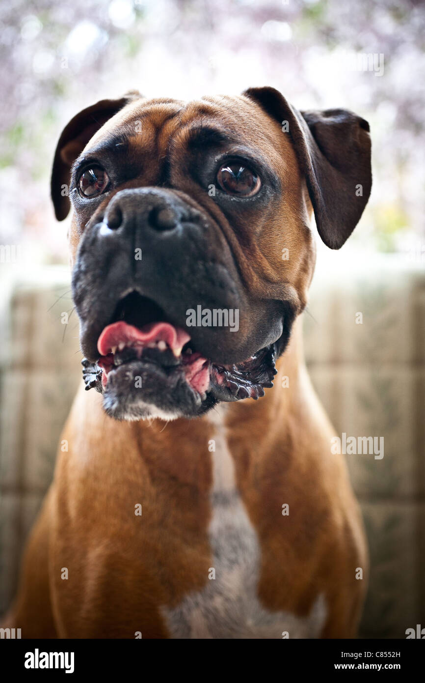 Cute female boxer dog Stock Photo - Alamy