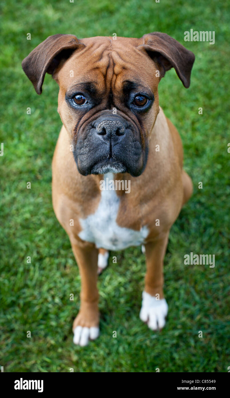 Cute female boxer dog Stock Photo - Alamy