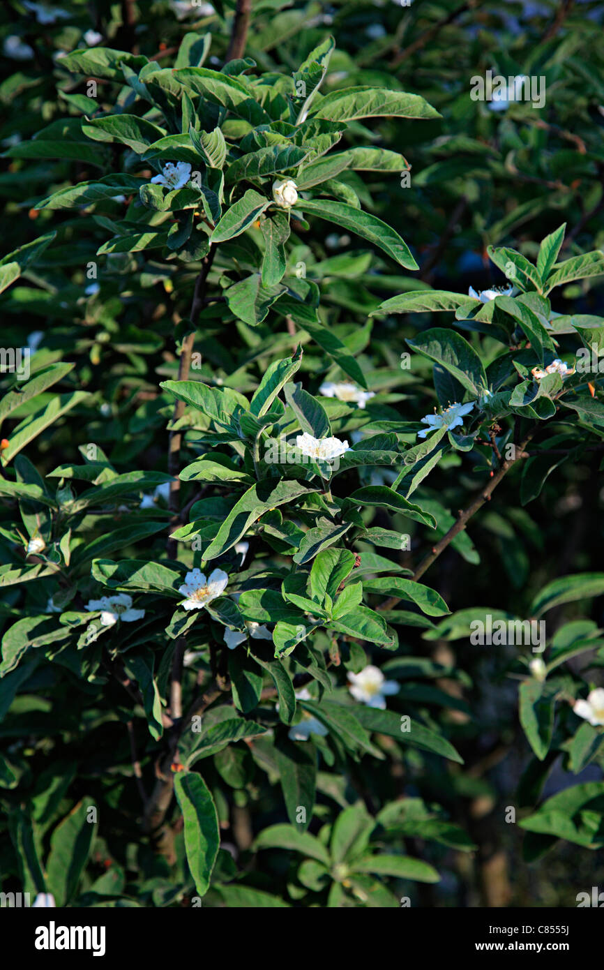 Victorian Aviary High Resolution Stock Photography and Images - Alamy