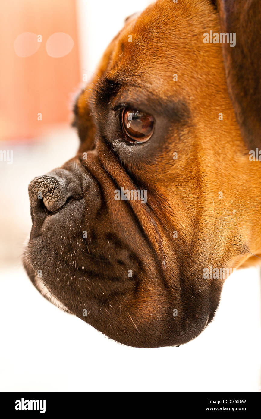Cute female boxer dog Stock Photo - Alamy