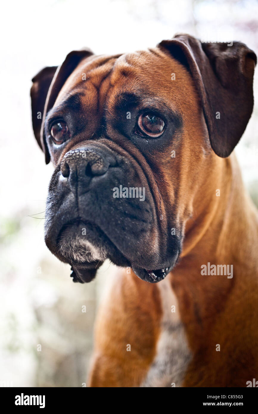 Cute female boxer dog Stock Photo - Alamy