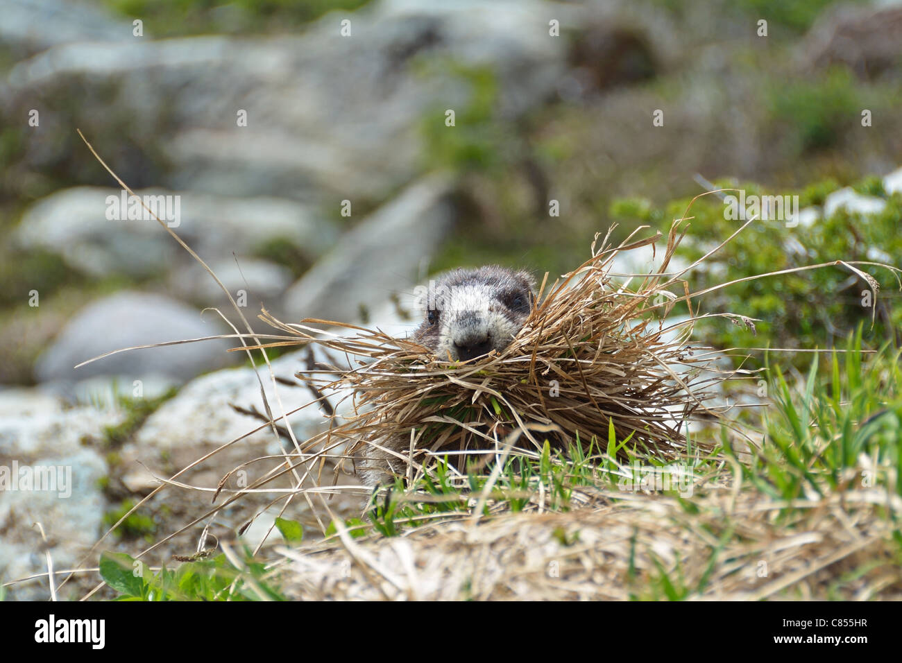gopher on whistler mountain Canada Stock Photo - Alamy