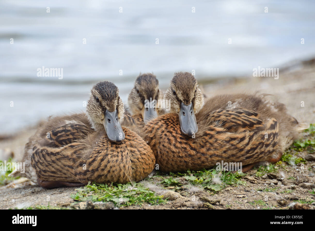 Vancouver Ducks High Resolution Stock Photography and Images - Alamy