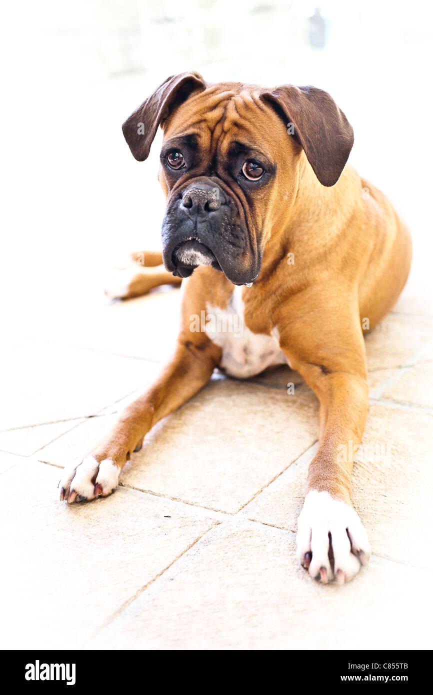 Cute female boxer dog Stock Photo - Alamy