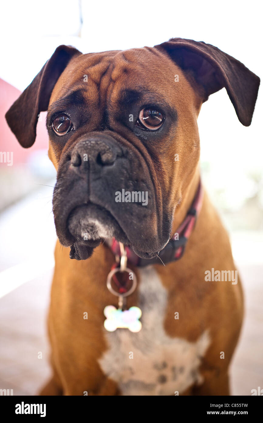 Cute female boxer dog Stock Photo - Alamy
