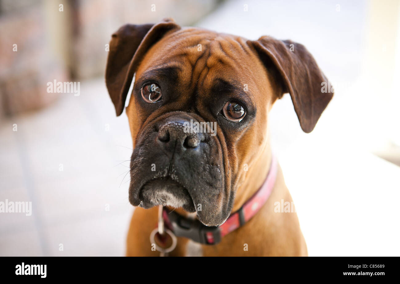 Cute female boxer dog Stock Photo - Alamy