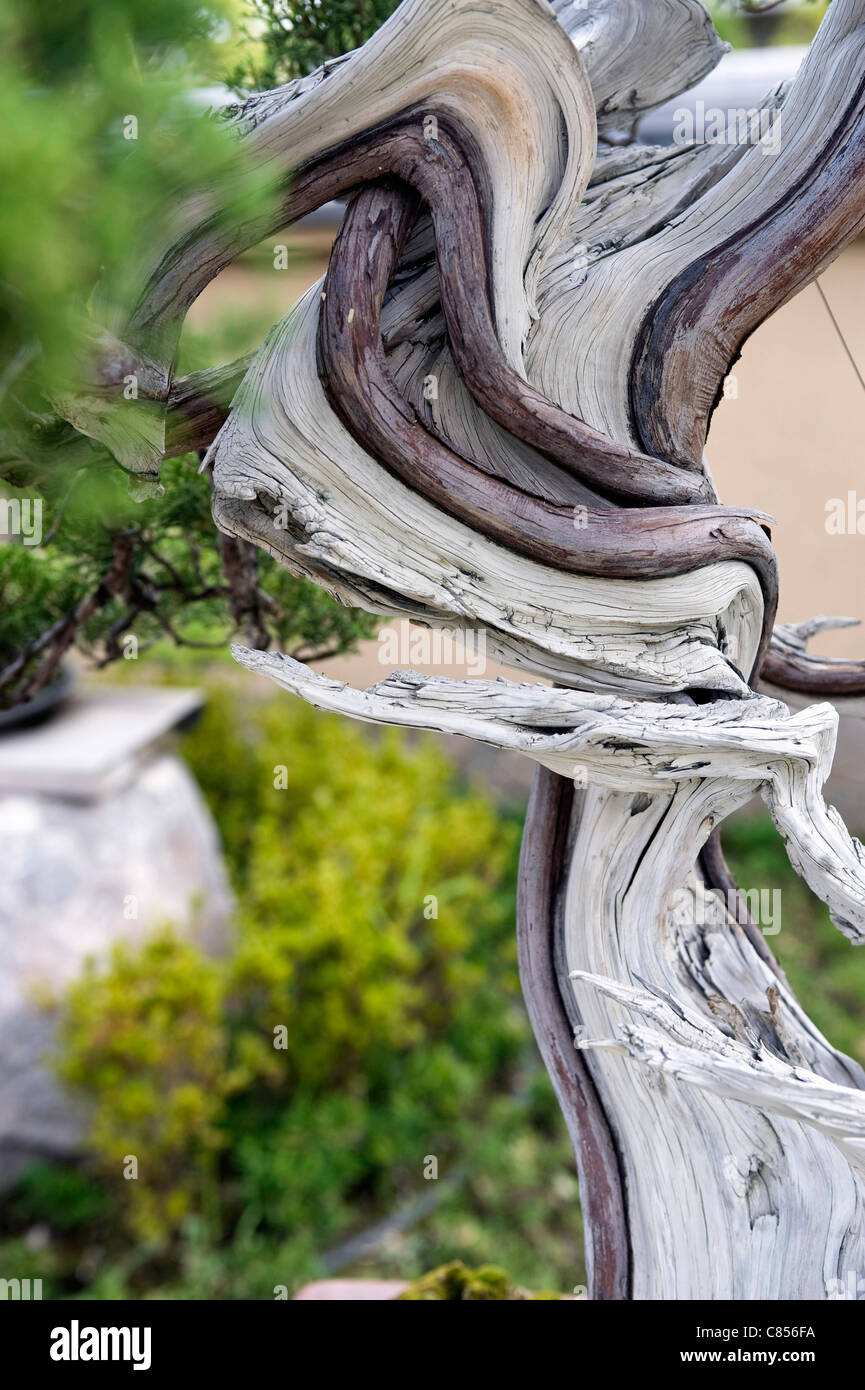Photo shows a close-up of the bark of a Japanese juniper, named "Jyun ...