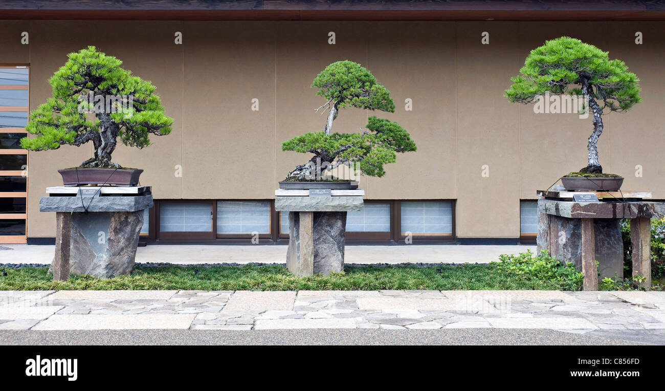 Photo shows bonsai trees on display at the Saitama Omiya Bonsai Museum ...