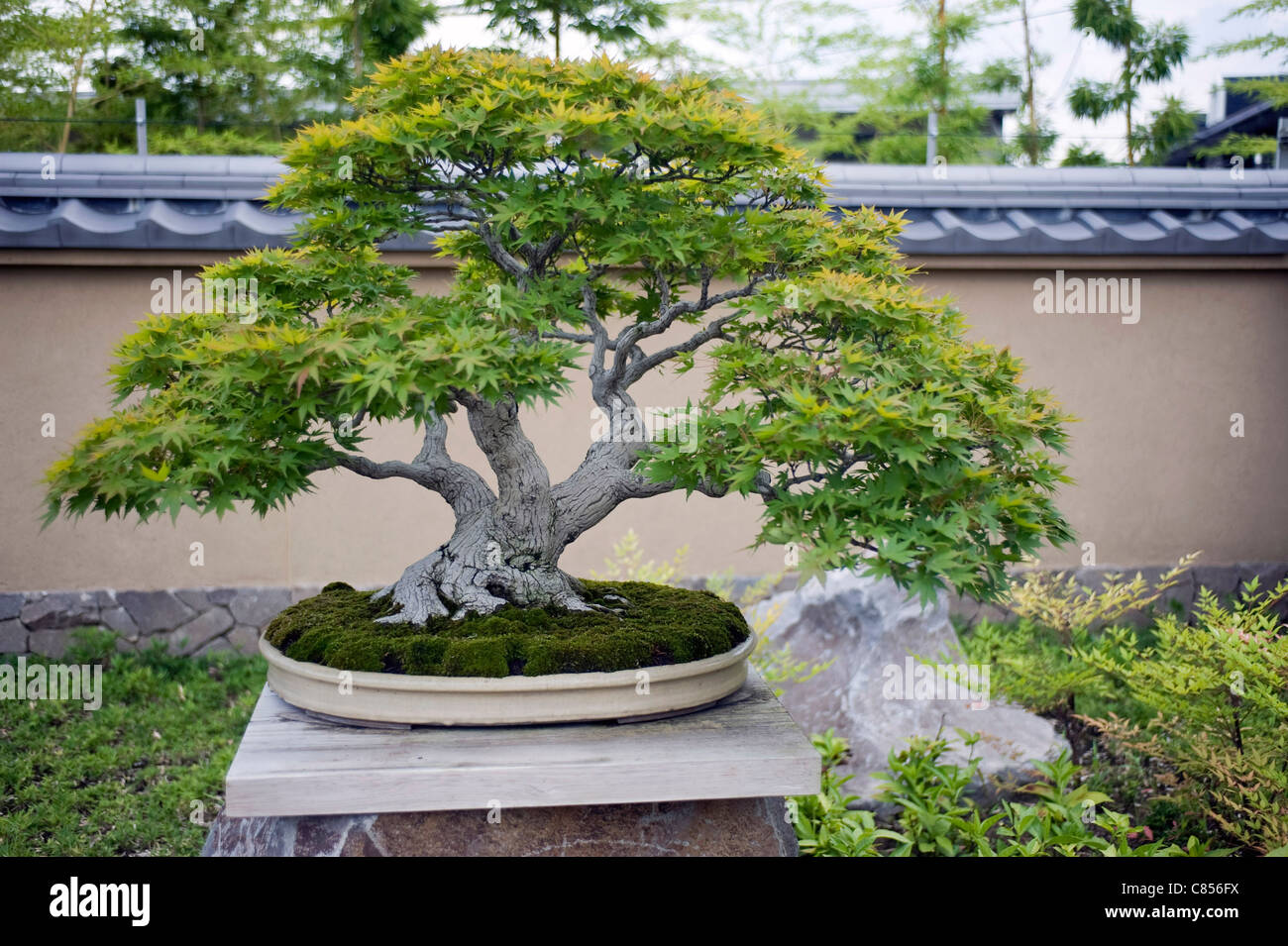 Photo shows a Yamamomiji (Japanese maple tree) on display at the ...
