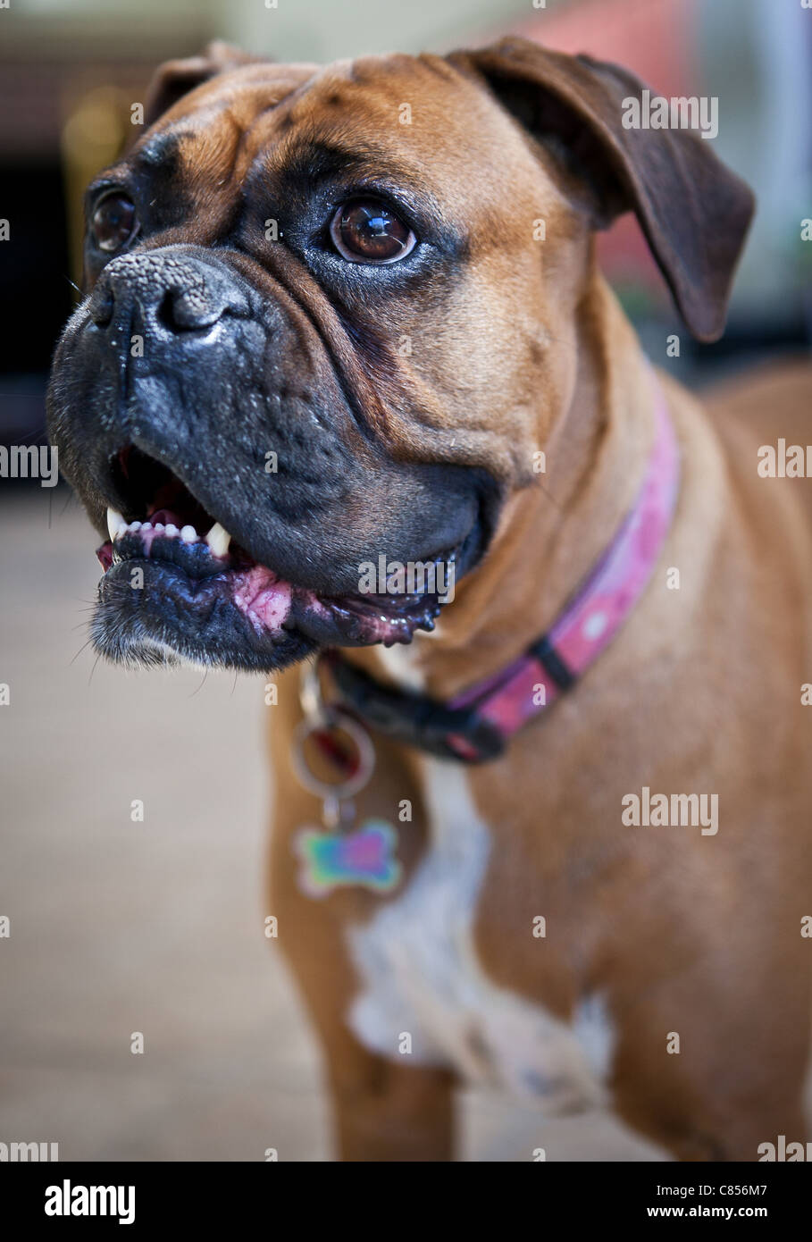Cute female boxer dog Stock Photo - Alamy